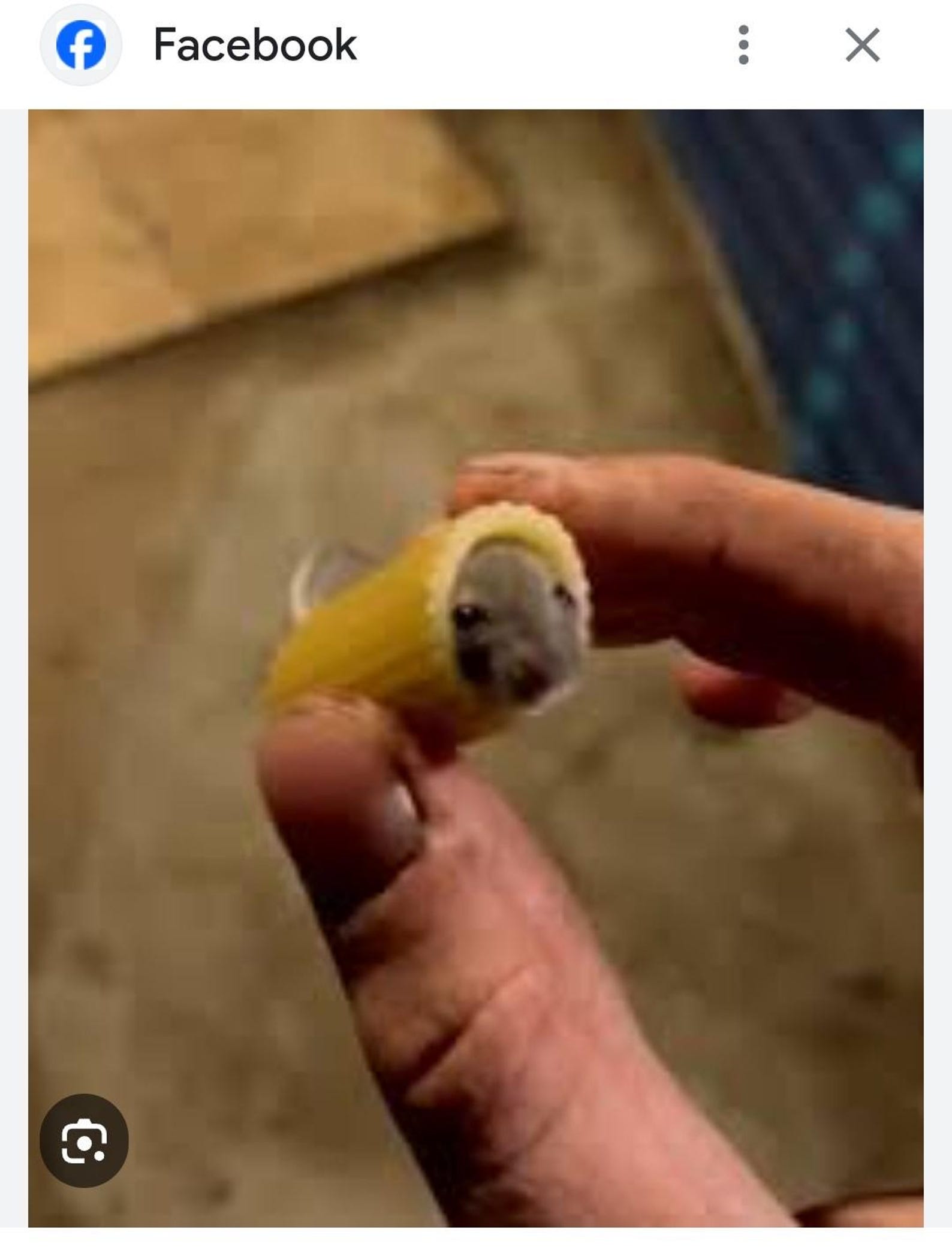 Needle Felted Pasta Mouse- "noonie"-inspired by Viral Video - Etsy