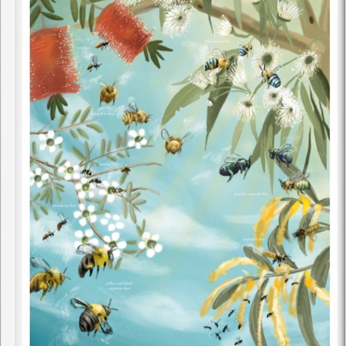 Bees of Australia Identification Poster Educational Species | Etsy
