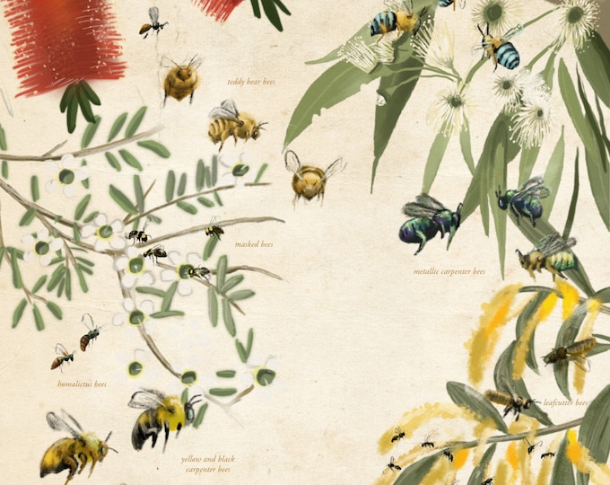Bee Poster - Australian Native Bee Illustration - Educational Science ...