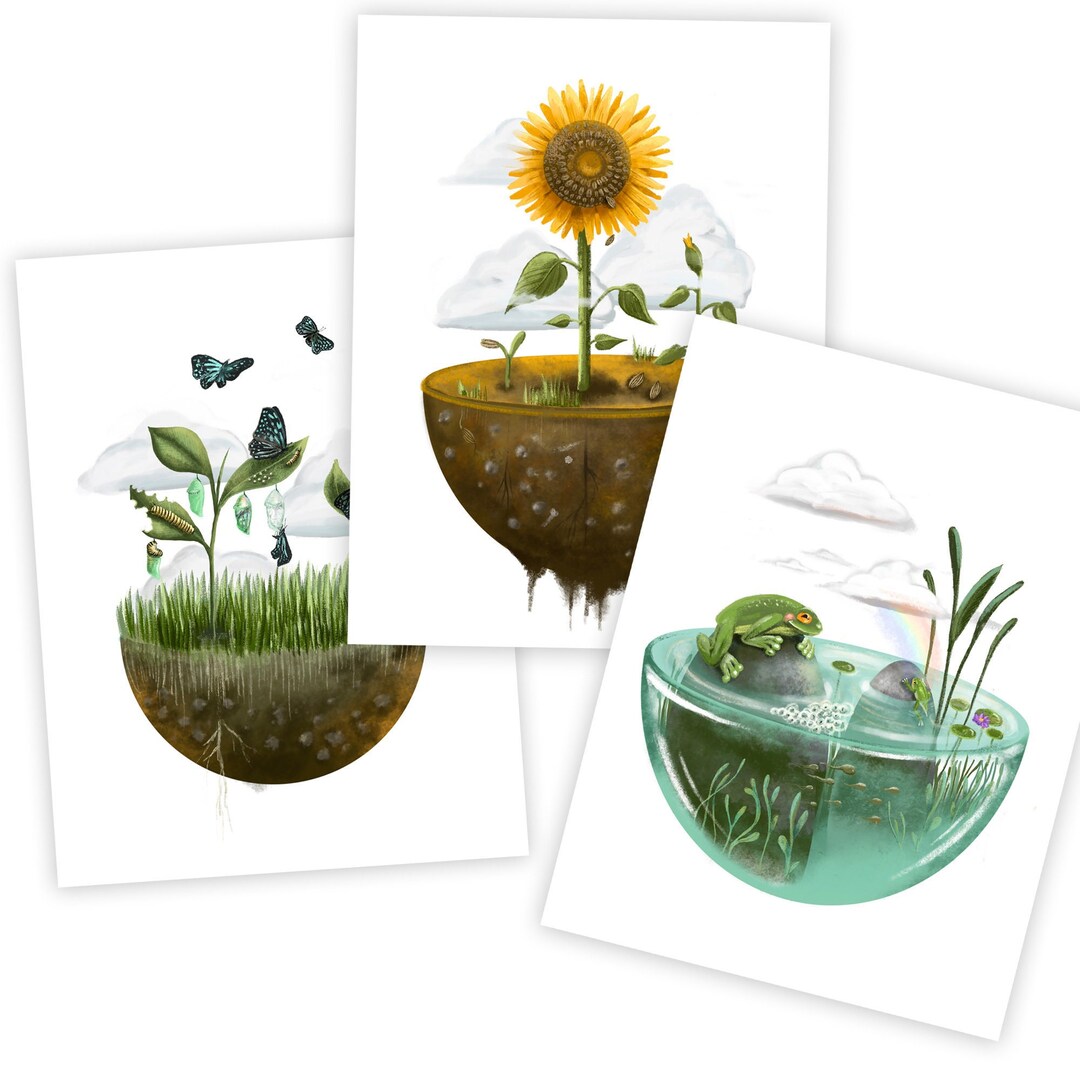 Life Cycle Print Set - Set of 3 X Science Art Posters for Kids - Etsy