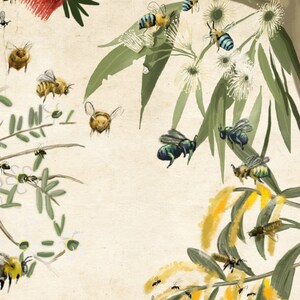 Bee Poster - Australian Native Bee Illustration - Educational Science ...