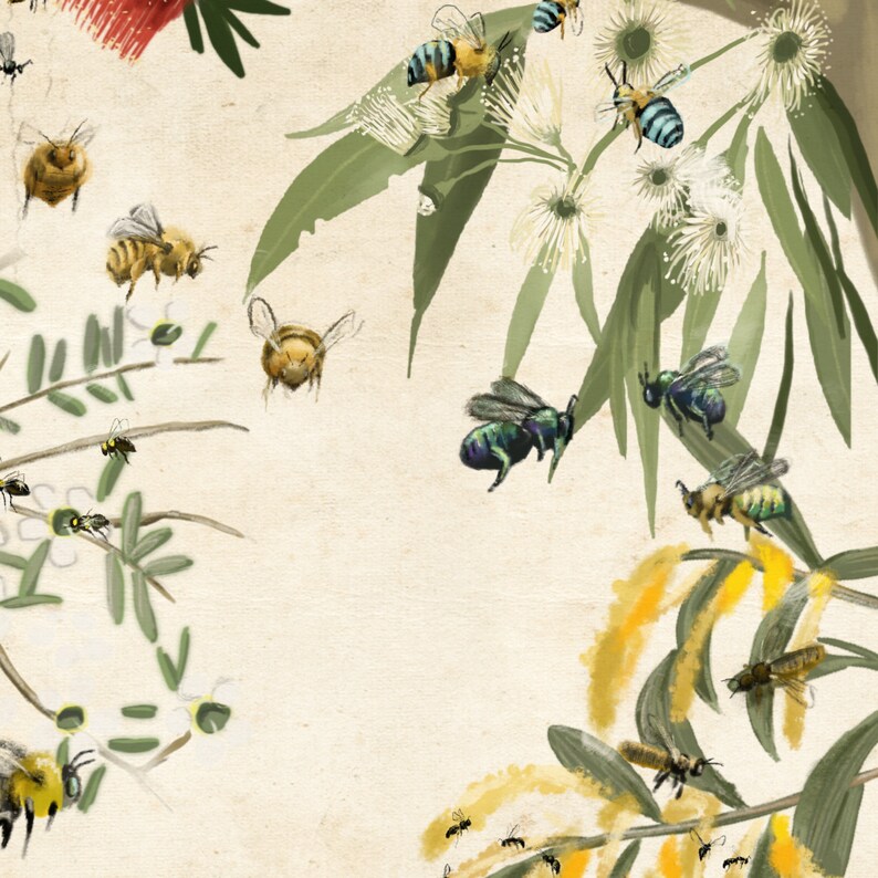Bee Poster Australian Native Bee Illustration Educational - Etsy Australia