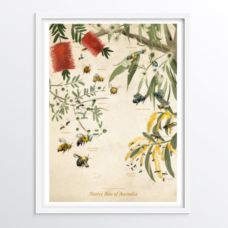 Bee Poster Australian Native Bee Illustration Educational - Etsy Australia