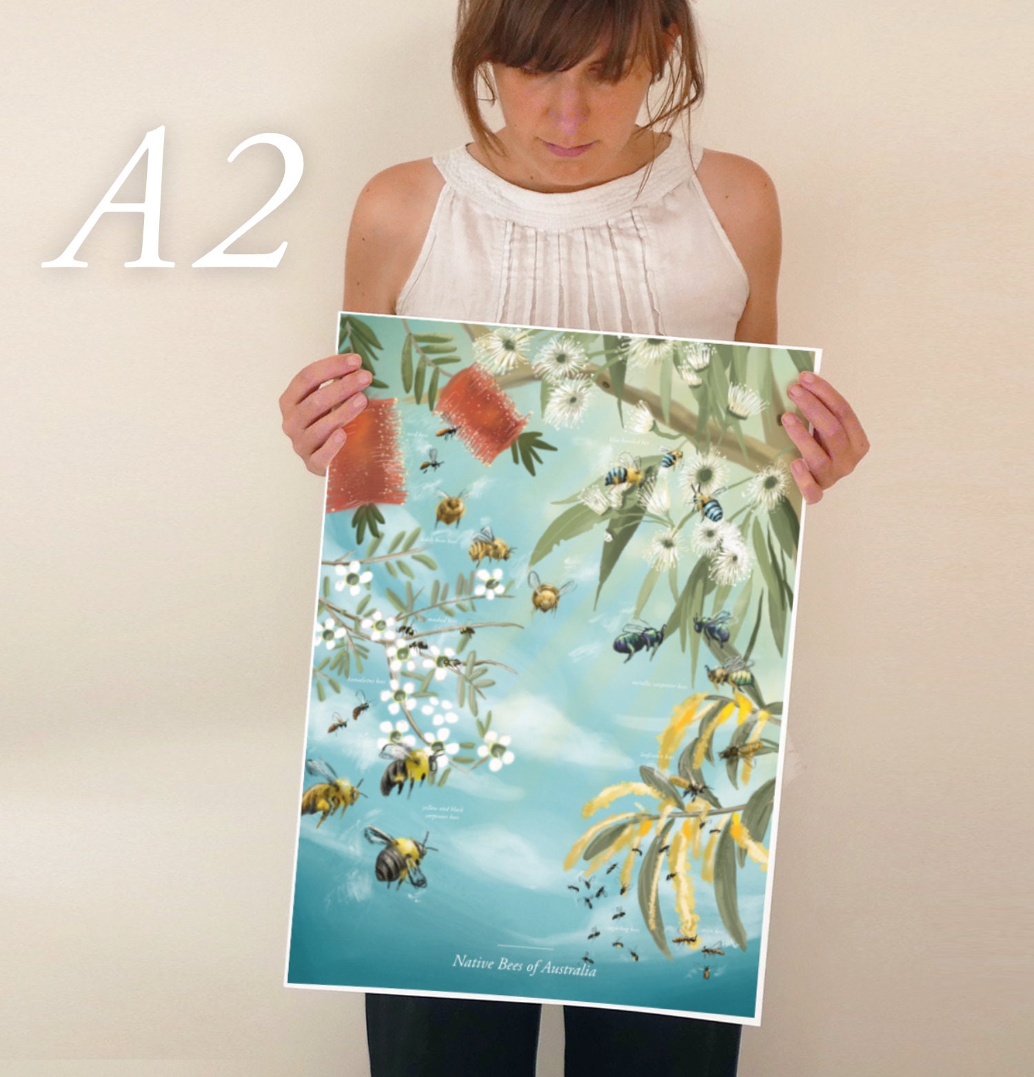 Bee Poster Australian Native Bee Illustration Educational | Etsy Australia