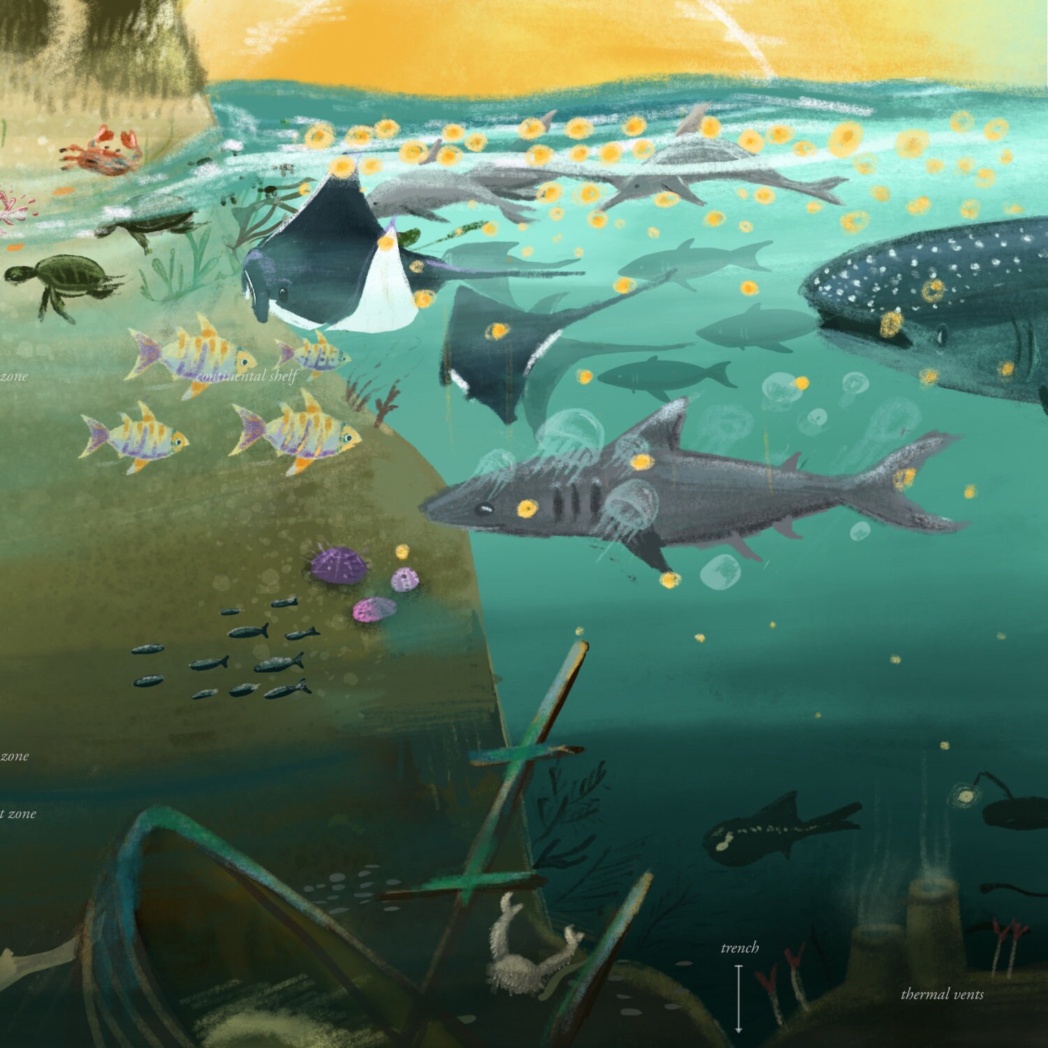 Educational Ocean Poster Ocean Zones and the Creatures That - Etsy ...