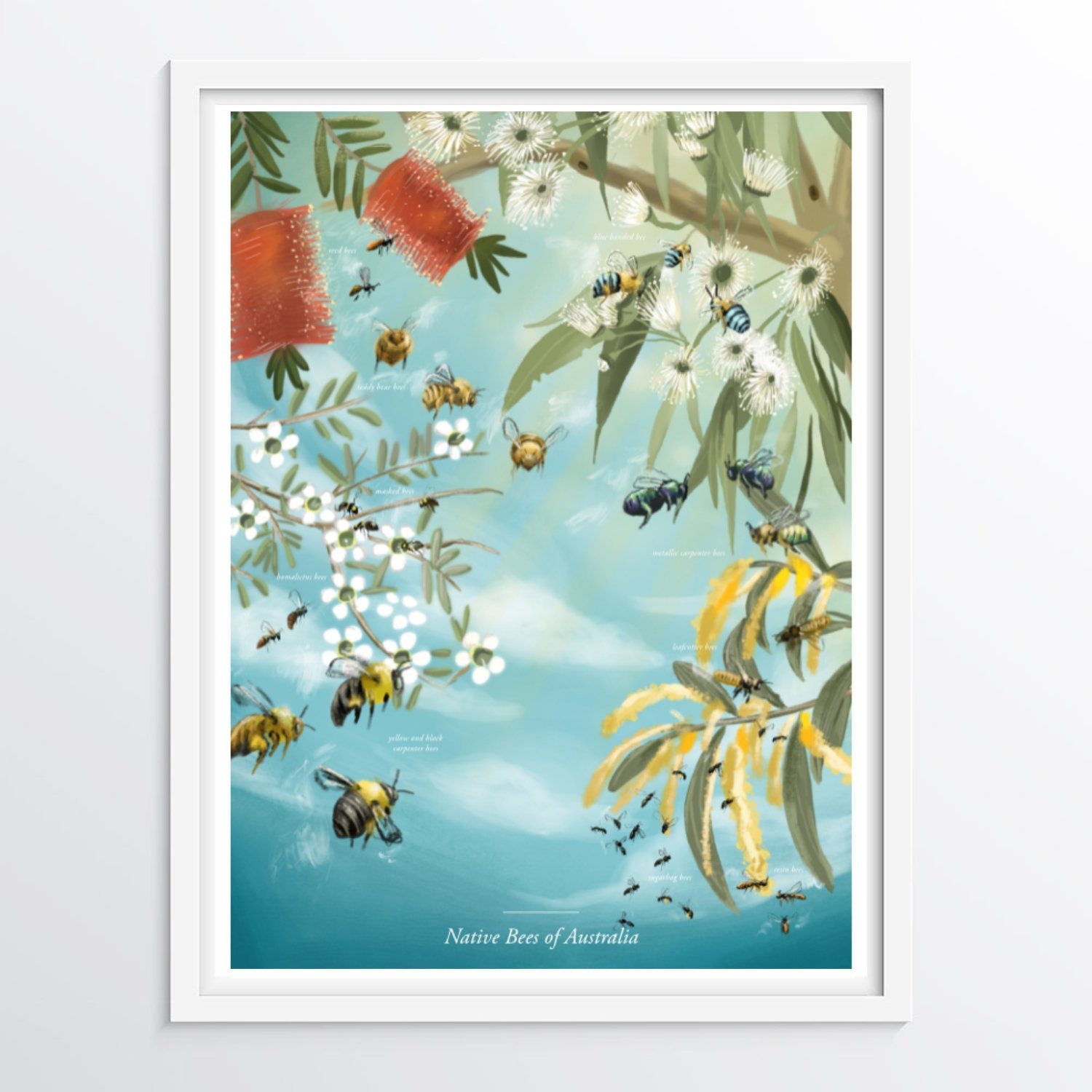 Native Bees Poster Australian educational science / | Etsy
