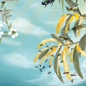Native Bees Poster - Australian Educational Science / Entomology Poster ...