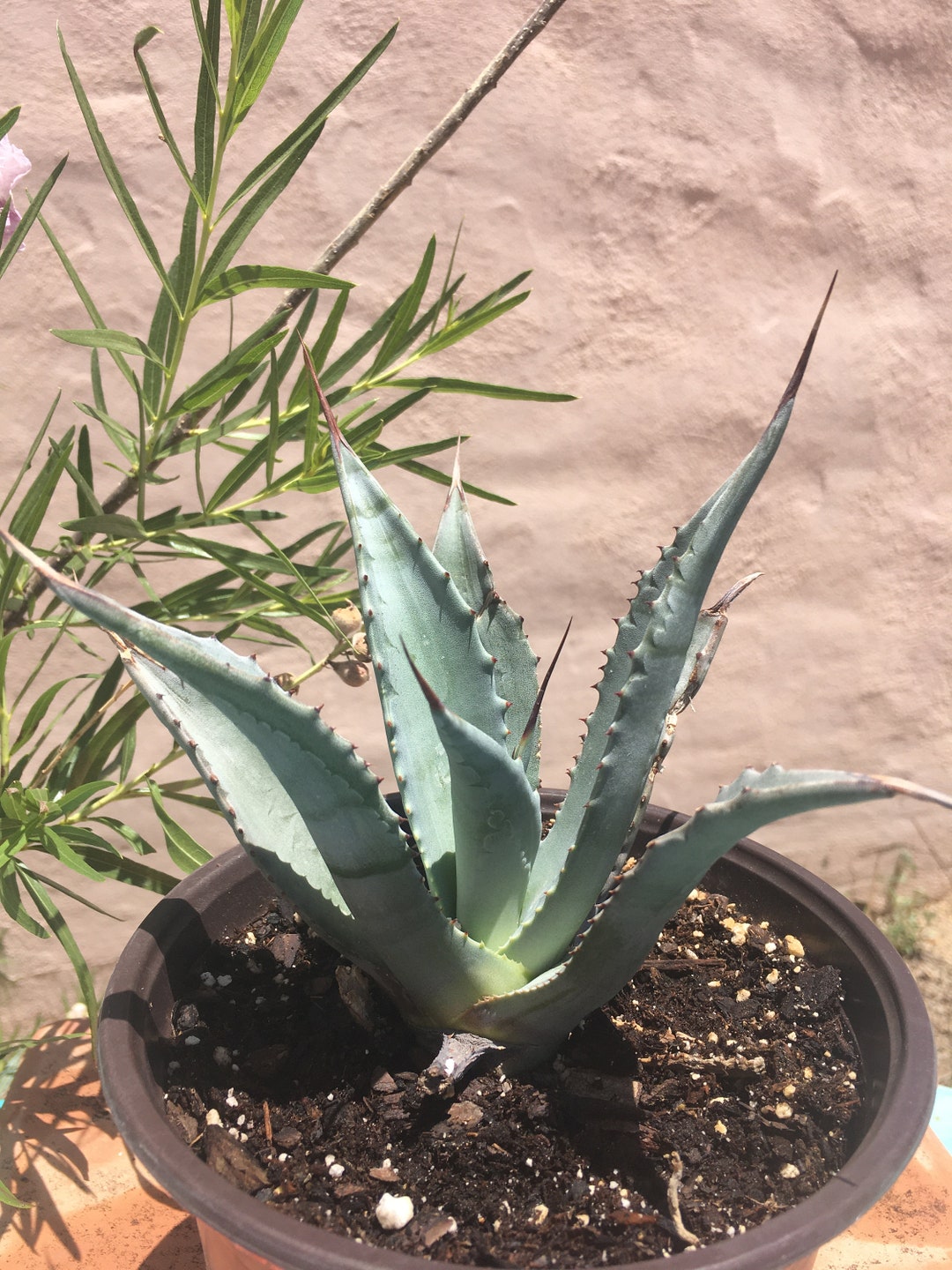 Blue Agave Americana Century Plant, Drought Tolerant, Extreme Heat ...