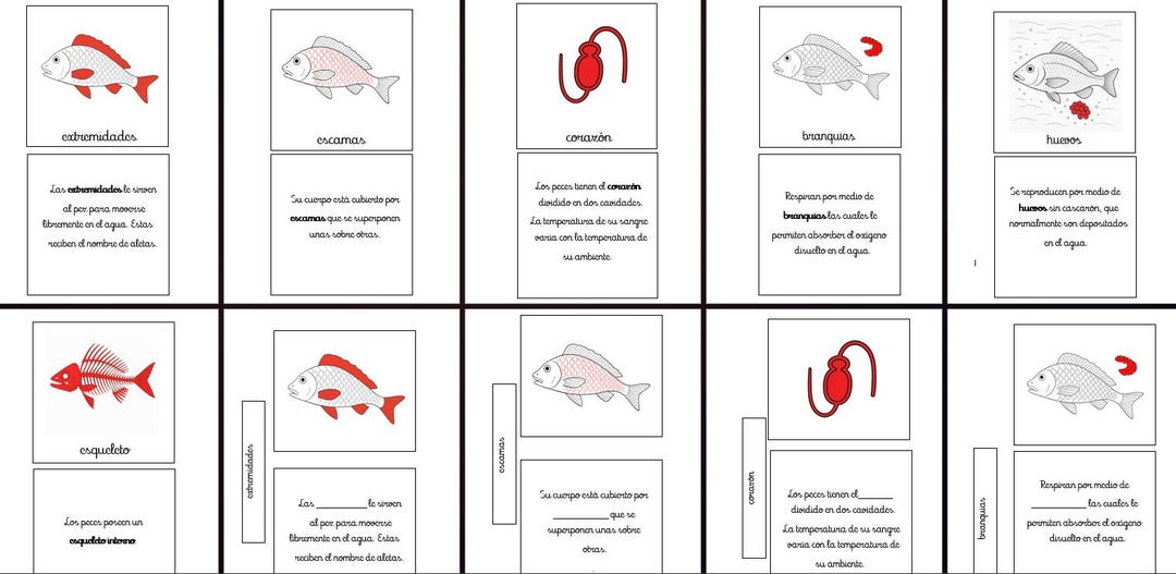 Montessori Nomenclature Internal Parts of Fish - Etsy