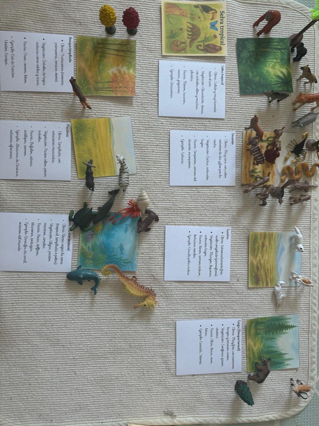 Montessori Nomenclature of the World's Biomes in Spanish - Etsy