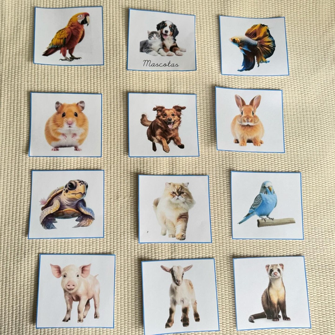 Montessori Vocabulary Cards - Etsy