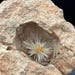 Fully Acicular Aragonite in Matrix - Etsy