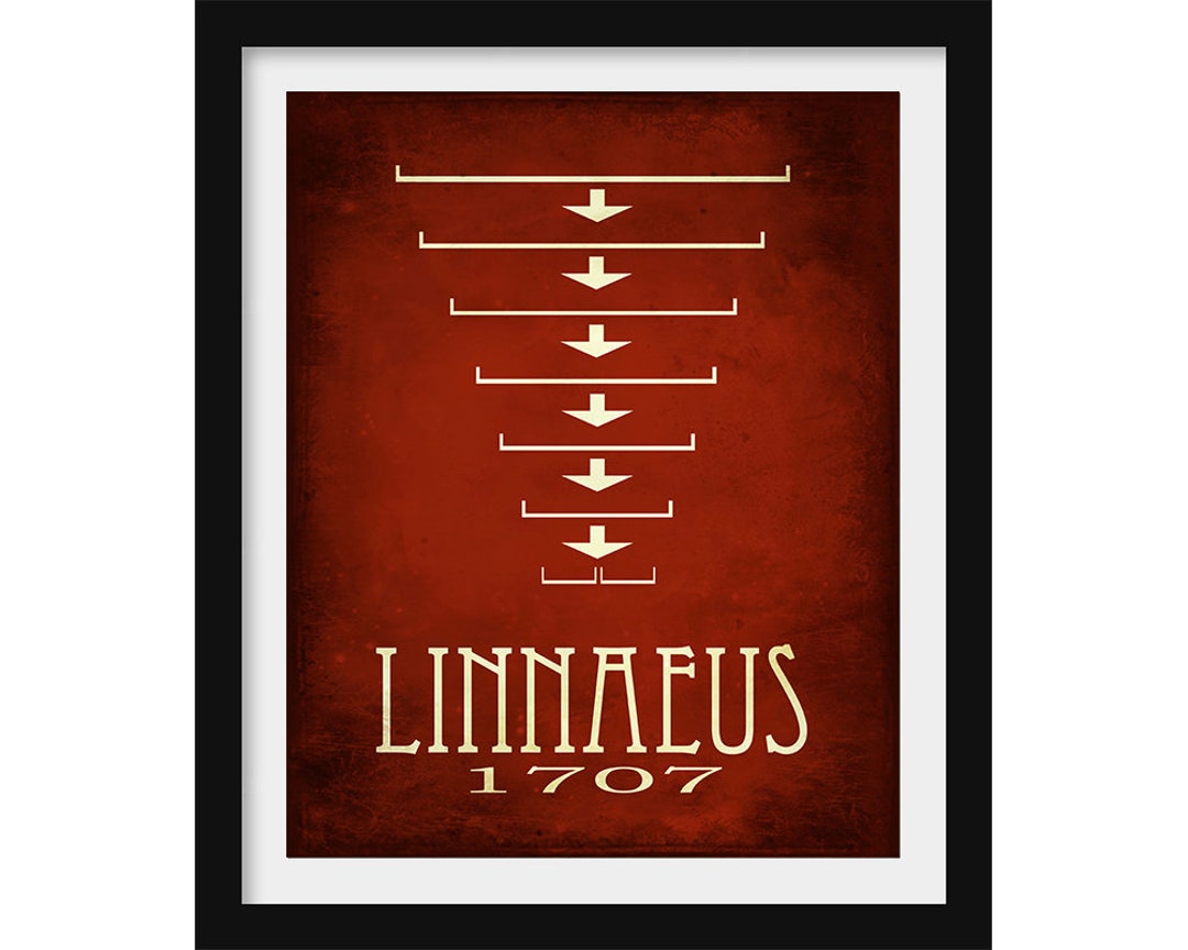 Carl Linnaeus Zoology Art Print, Botany and Biology Gift, Educational ...