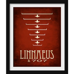 Carl Linnaeus Zoology Art Print, Botany and Biology Gift, Educational ...