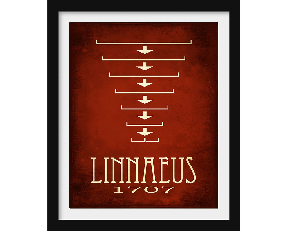 Carl Linnaeus Zoology Art Print, Botany and Biology Gift, Educational ...