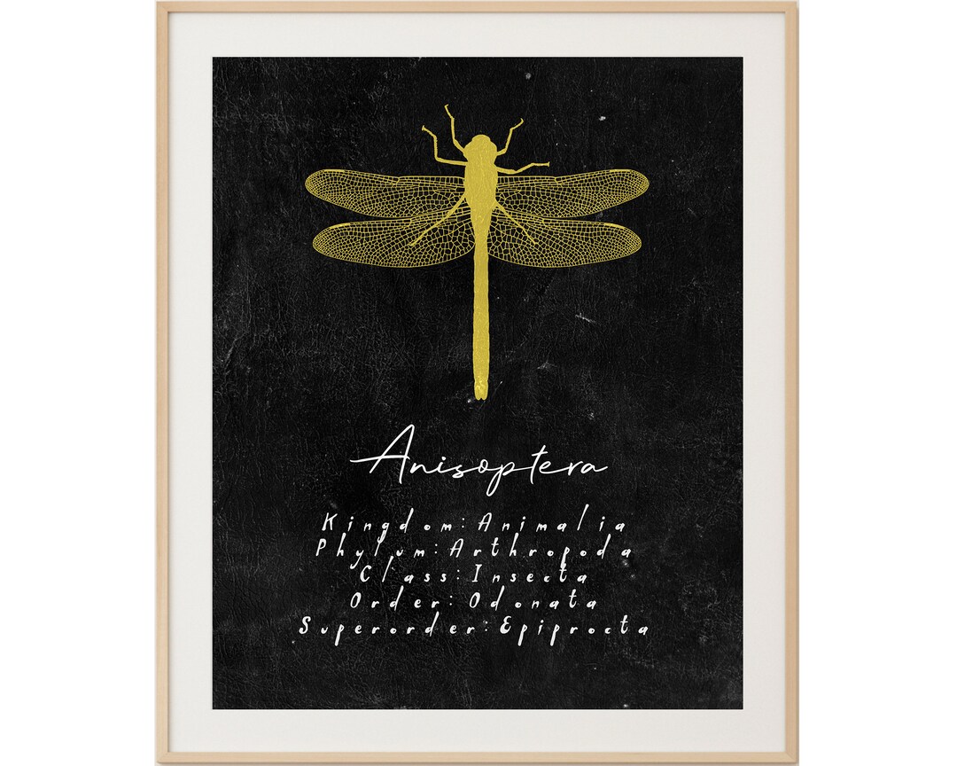 Dragonfly Art Print, Vintage Entomology Poster, Minimalist Insect ...