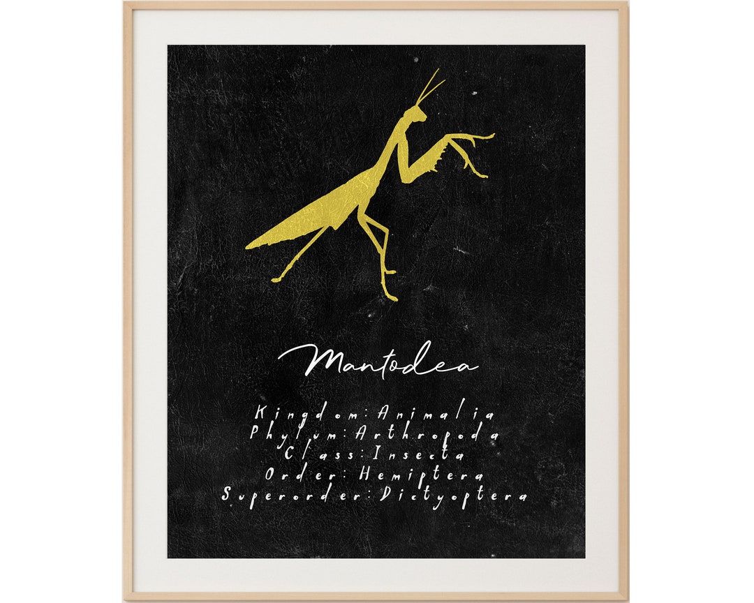 Praying Mantis Art Print, Insect Artwork for Bug Lovers, Mantodea ...