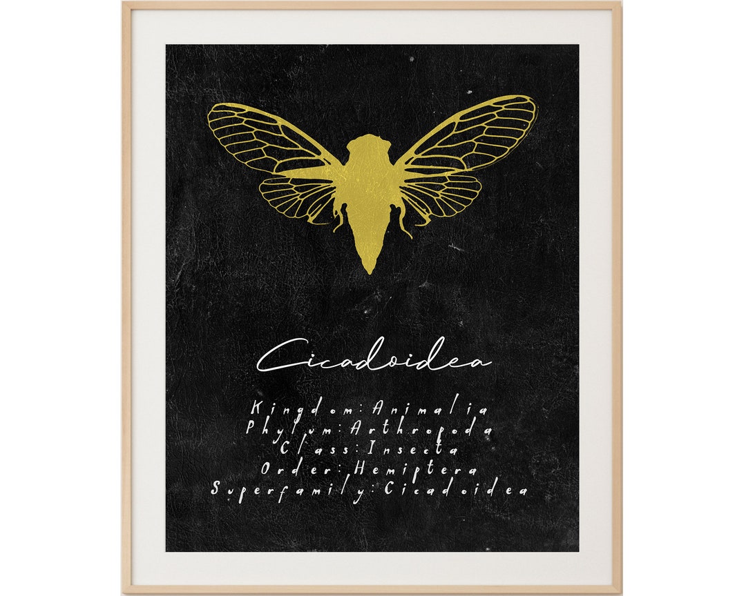 Cicada Art Print, Scientific Illustration, Entomology Poster - Etsy