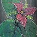 Trillium Stinking Benjamin Maine Landscape Nature Limited Print - Wall ...