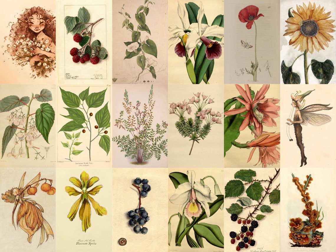 Vintage Botanical Posters, Fairycore Wall Collage Kit, Vintage ...