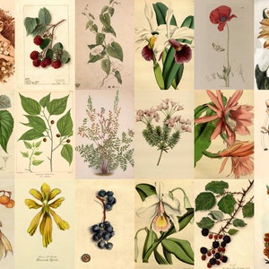 Vintage Botanical Posters, Fairycore Wall Collage Kit, Vintage ...