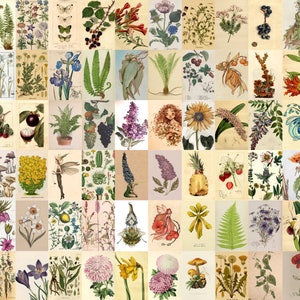 Vintage Botanical Posters, Fairycore Wall Collage Kit, Vintage ...