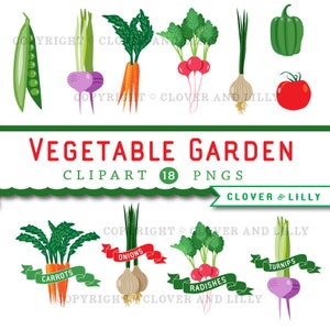 Vegetable Garden Clipart 18 Pngs, Tomatoes, Onions, Carrots, Turnips ...