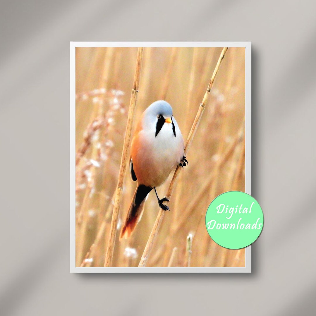 Bird Wall Art, Dutch Beaded Reedling Wall Art, Nature Photography Wall ...