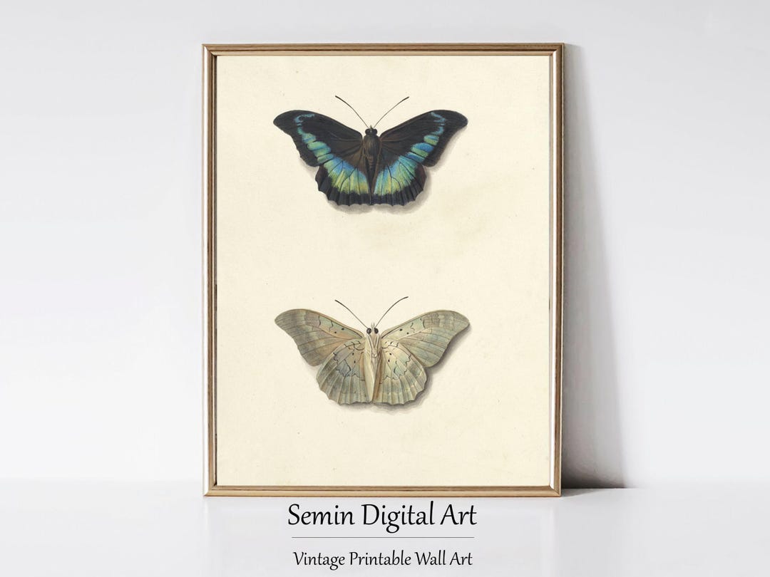 Antique Butterfly Drawing Print, Vintage Butterfly, Butterfly Study ...
