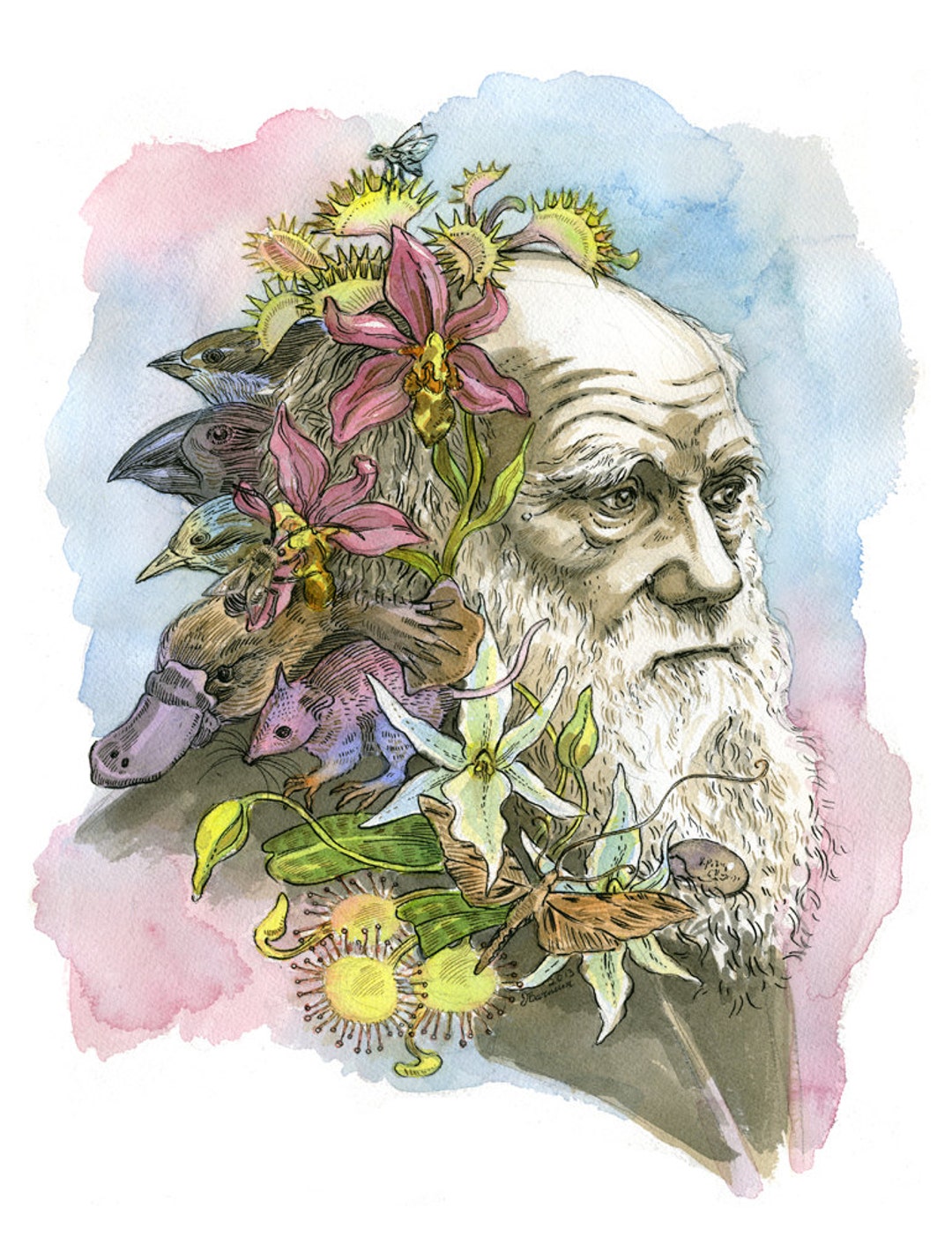 Charles Darwin II Portrait- Illustration Print in Multiple Sizes - Etsy