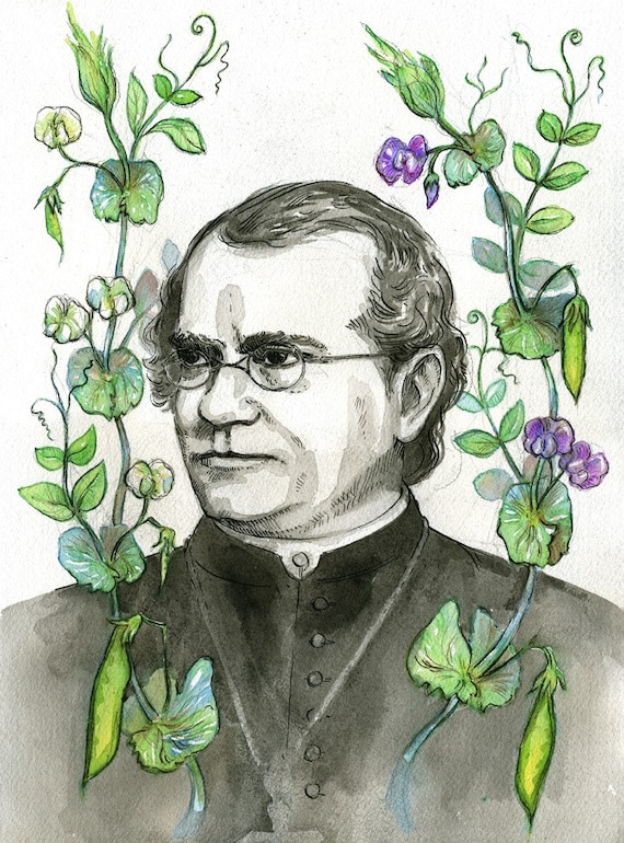 Items similar to Gregor Mendel with pea plants portrait, scientist ...