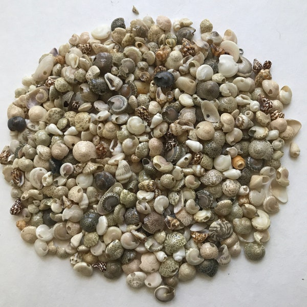 Mini Sea Shells - Etsy