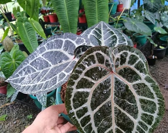 Anthurium Michelle Doc Block, Pick Your Plant - Etsy