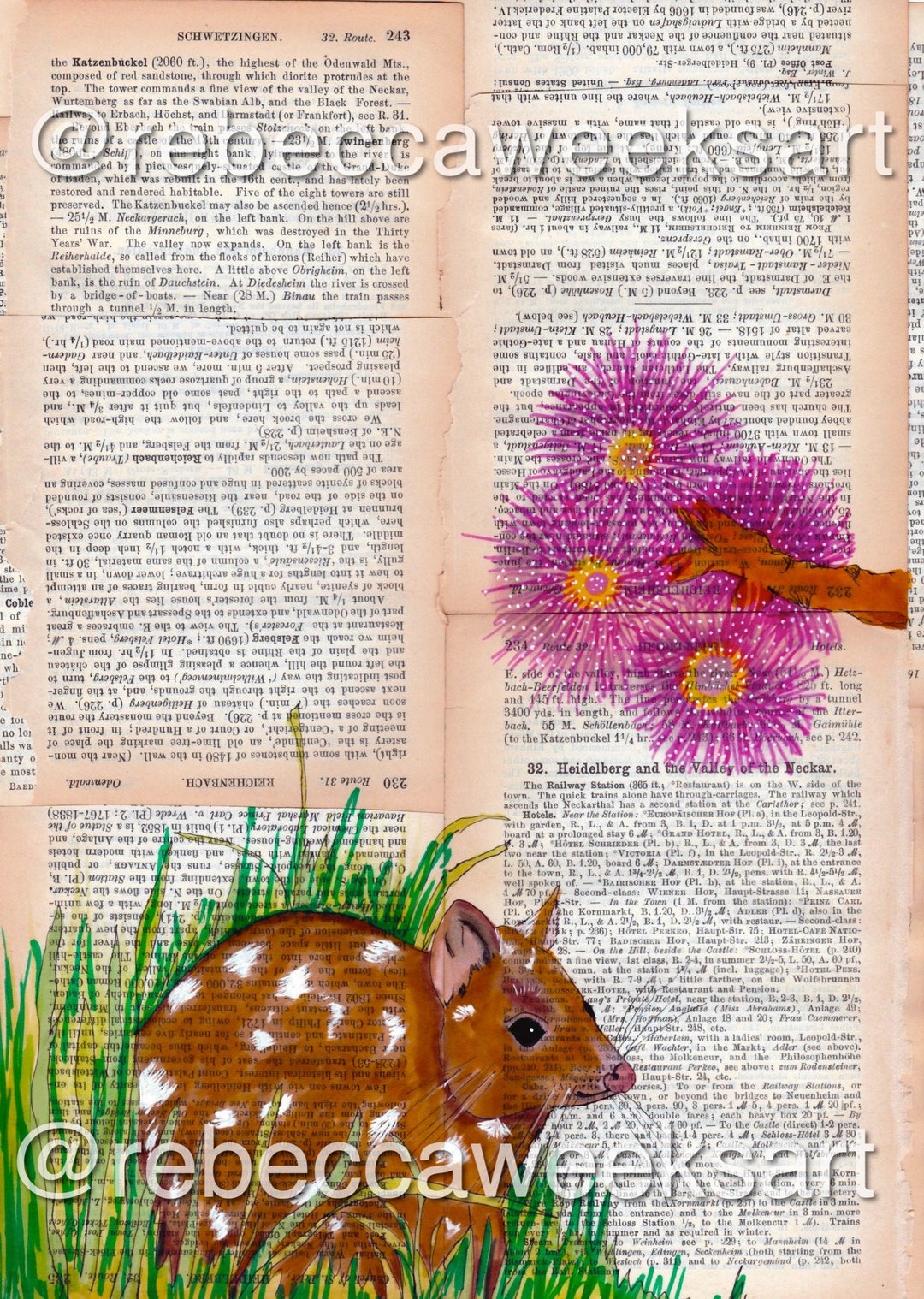 Quoll - Etsy