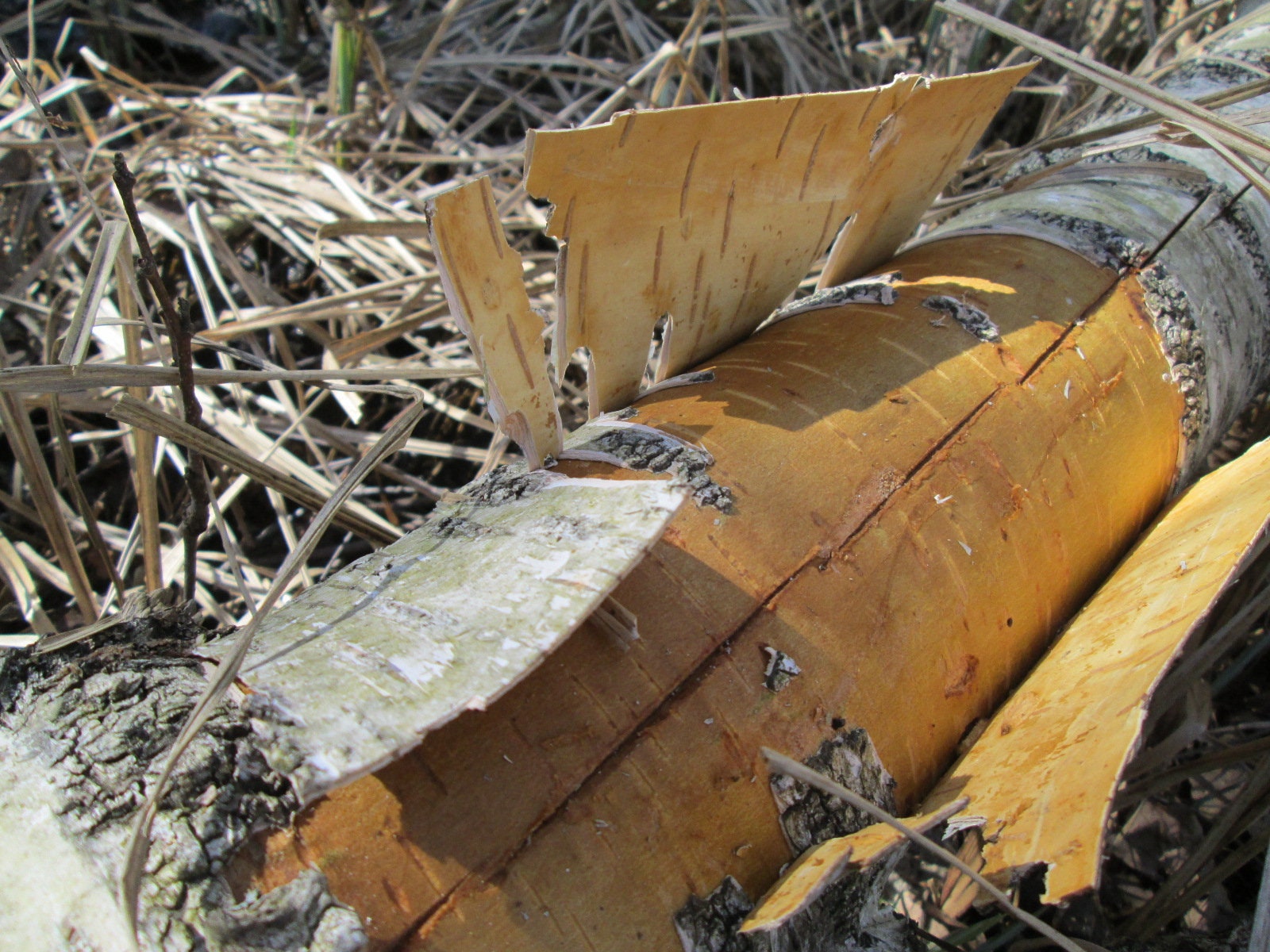 100ml Pure Tar / Natural Birch Tar / + Instructions on 7 Sheets! - Etsy