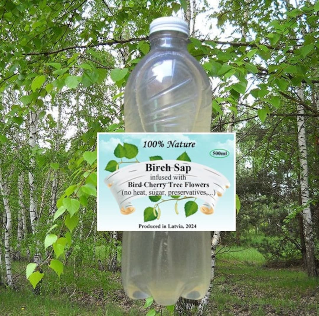 500ml Birch Sap / Juice Infused With Bird Cherry Tree Flowers / No Heat ...