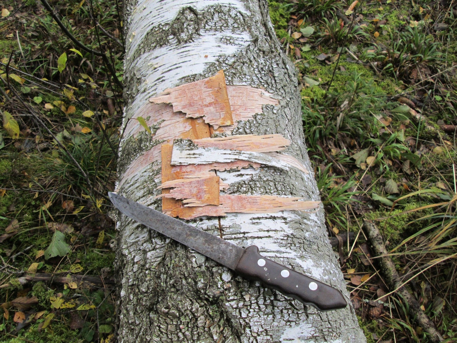 200ml Quality Birch Tar From Fresh Birch Bark / Unfiltered / Contains ...