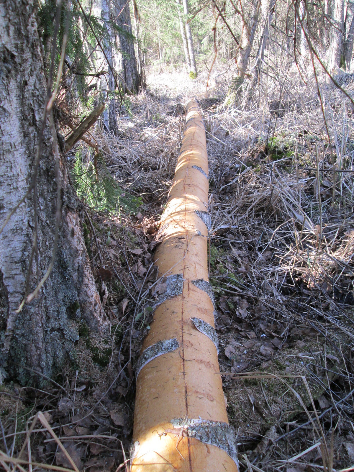 100ml Pure Tar / Natural Birch Tar / + Instructions on 7 Sheets! - Etsy