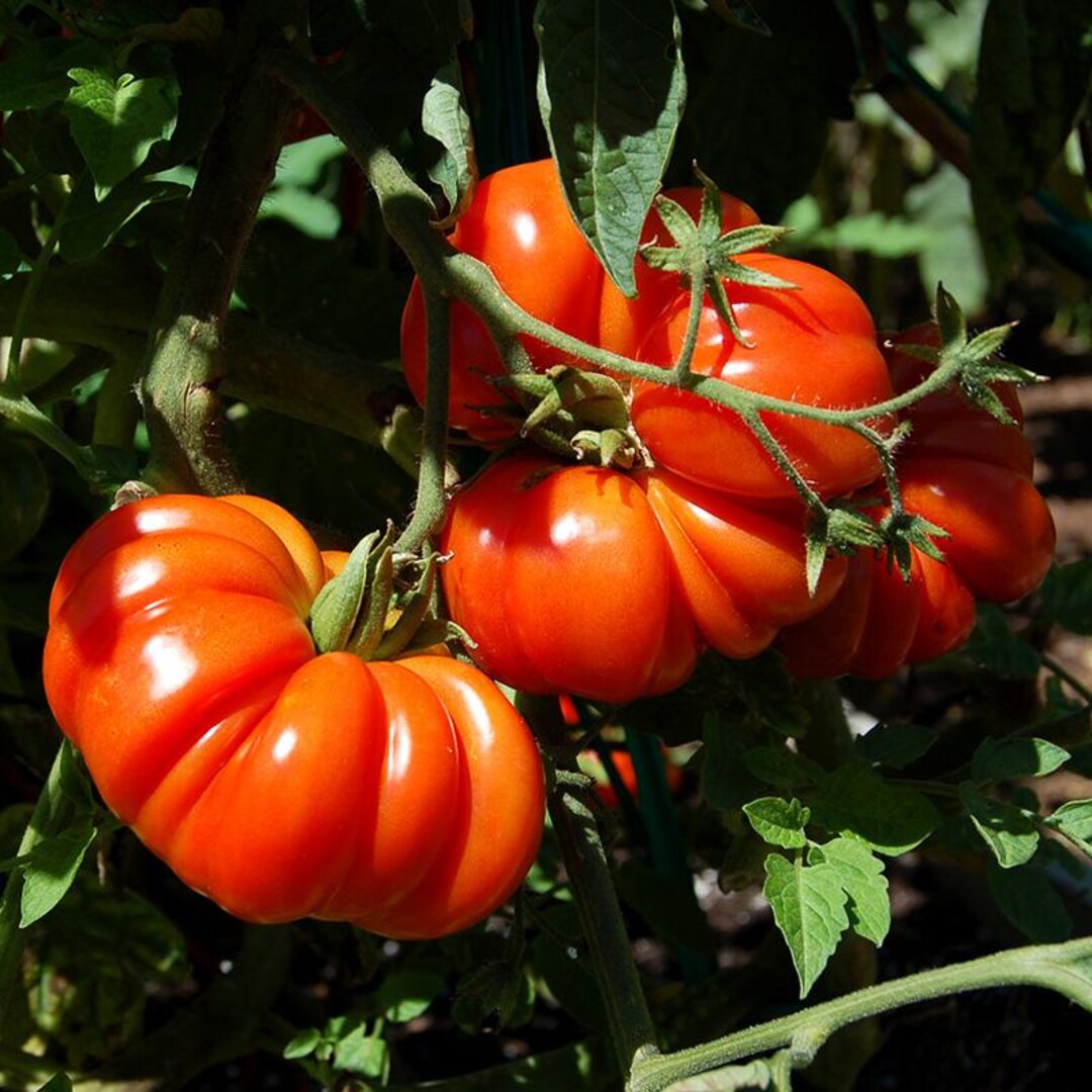 Tomato Costoluto Genovese 5 Seeds: High-yield Heirloom Organic Non-gmo ...