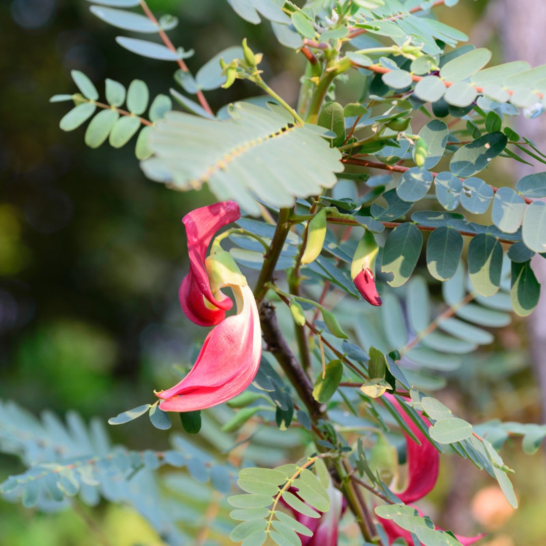 Sesbania Grandiflora Seeds Hummingbird Tree, 20 Seeds for Garden ...