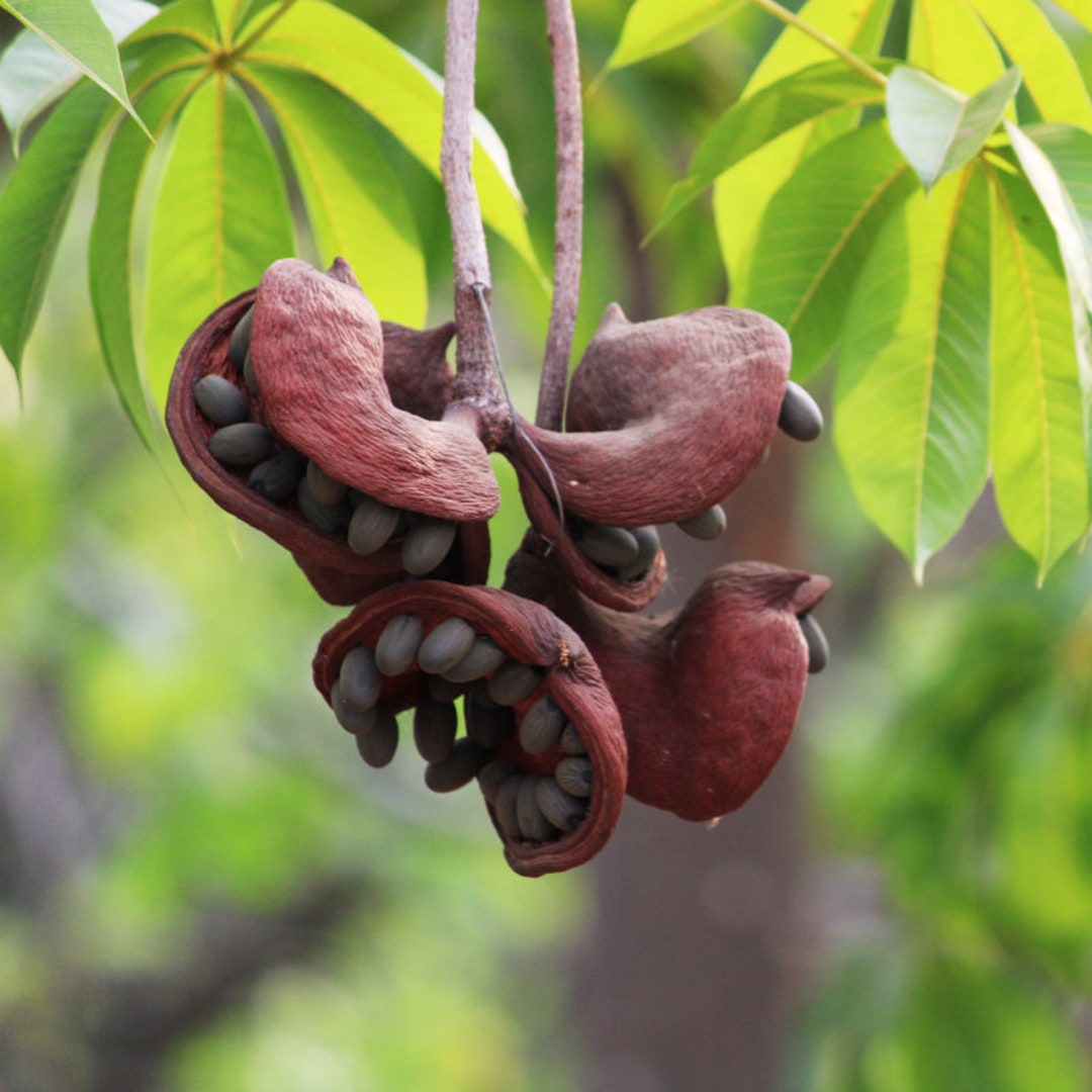 Sterculia Foetida Seeds: Rare Bangar Nut 3 Pack for Gardening ...