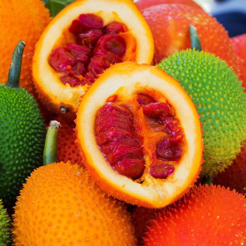 Gac Fruit Seeds Momordica Cochinchinensis: 5 Fresh Seeds for Planting ...