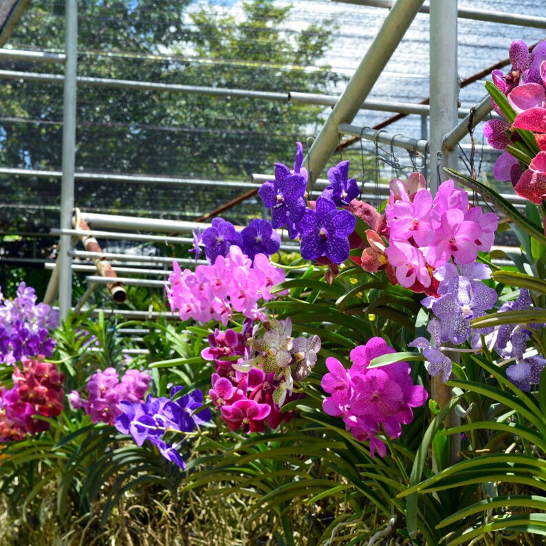 Orchids Mix Seeds 1000 Pcs Rare Exotic Flowers, Unique Garden Plants ...