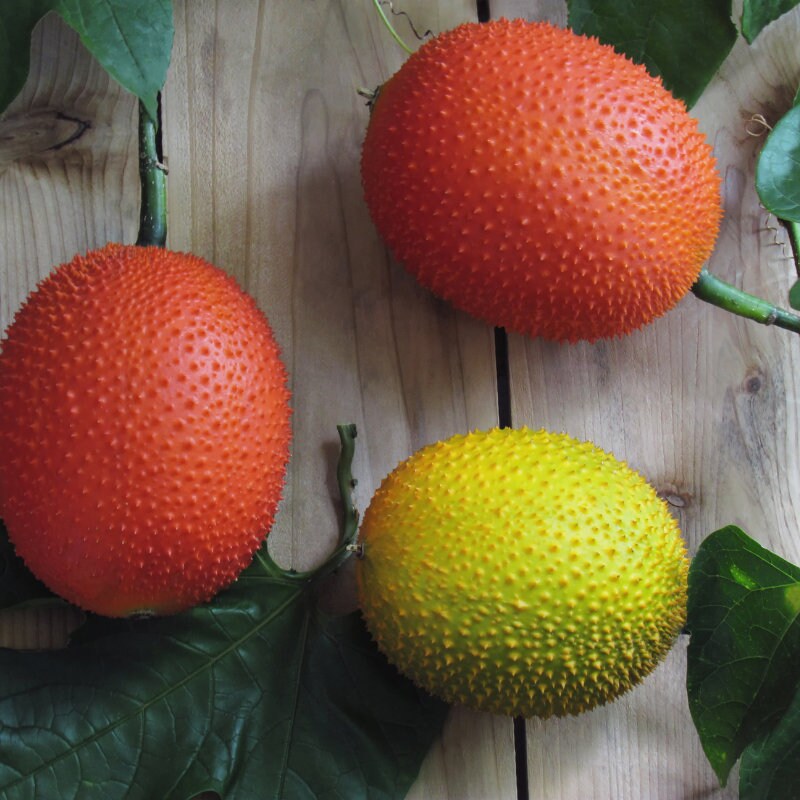 Gac Fruit Seeds Momordica Cochinchinensis: 5 Fresh Seeds for Planting ...