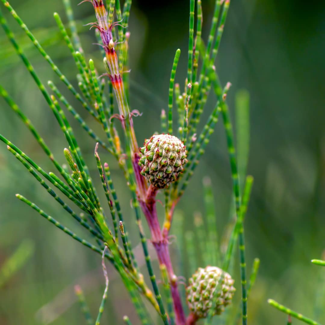 Casuarina Equisetifolia Seeds, Suru Tree, Australian Pine Seeds for ...