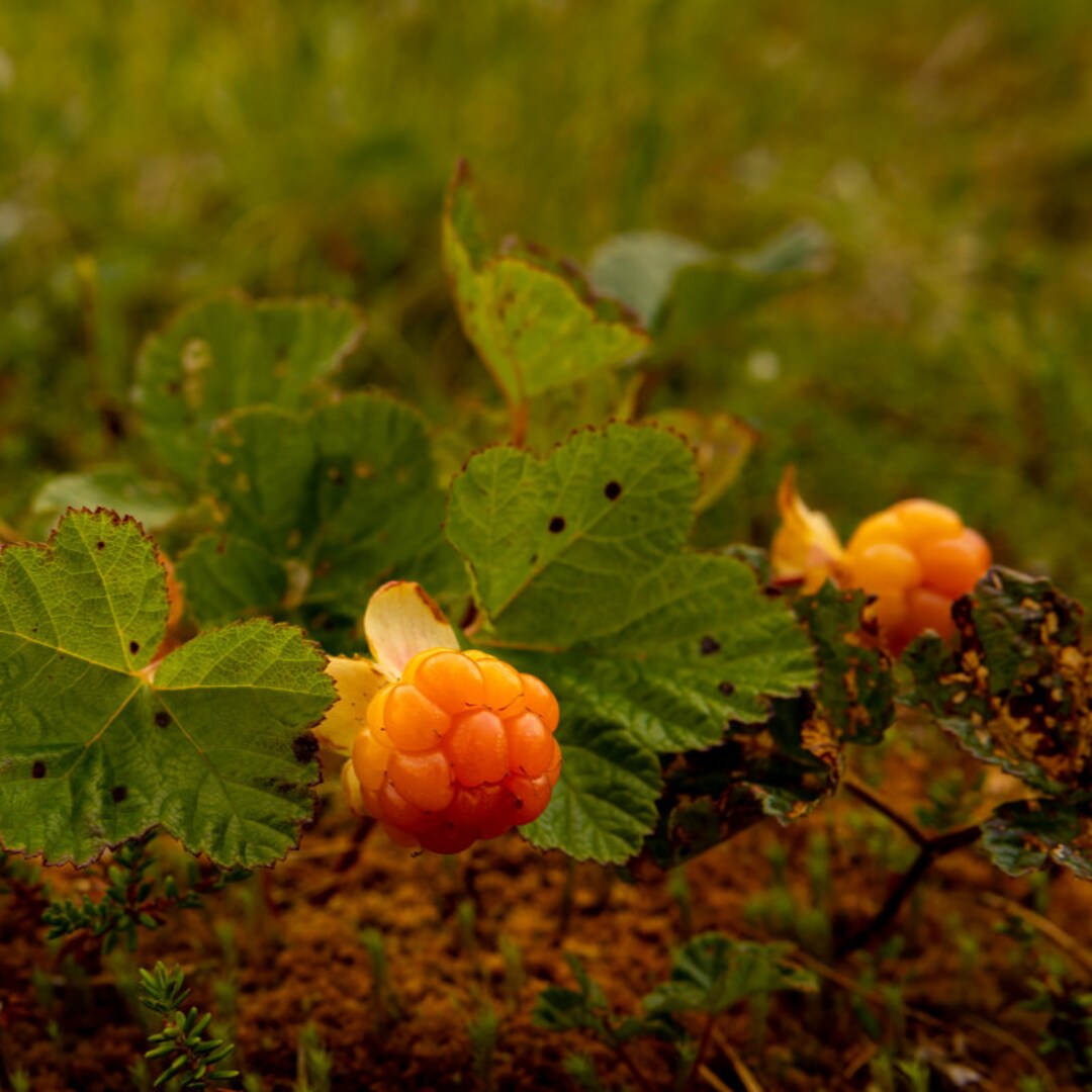 Cloudberry Seeds Grow Rare Rubus Chamaemorus Organic 5 Seeds for Unique ...