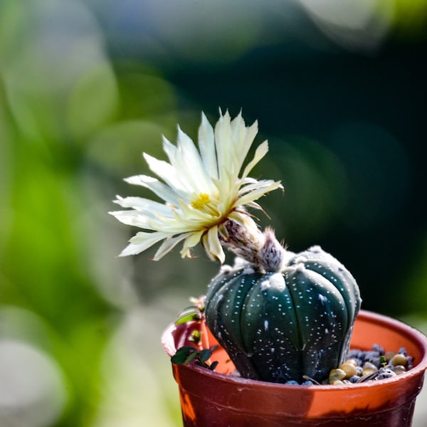 Astrophytum Seeds - Etsy