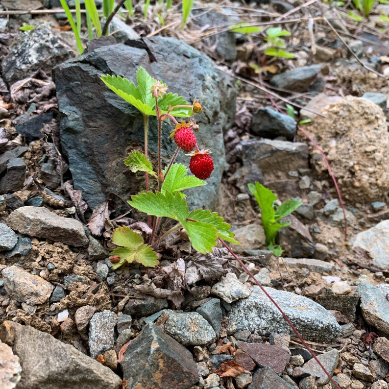 Wild Strawberry Seeds, Fragaria Vesca Grow Your Own Berries 20 Premium ...