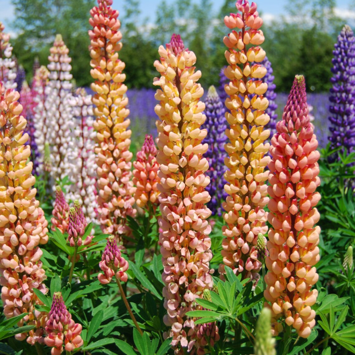 Lupine Cinenaria Seeds Mixed Variety 50 Pack for Garden, Vibrant Blooms ...