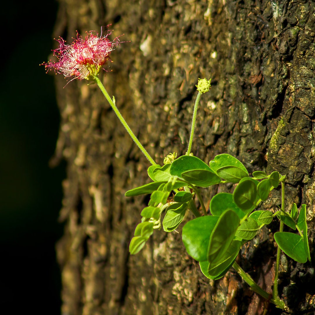 Samanea Saman Rain Tree Seeds 5pc Tropical Shade Tree Seeds for Bonsai ...